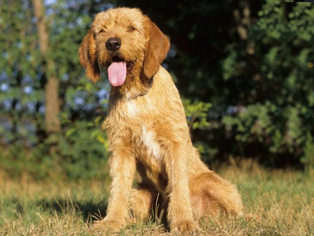 Griffon Fauve de Bretagne | petmapz by Dr. Katz, Your veterinarian ...