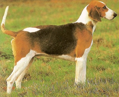 Poitevin | petmapz by Dr. Katz, Your veterinarian endorsed pet community!