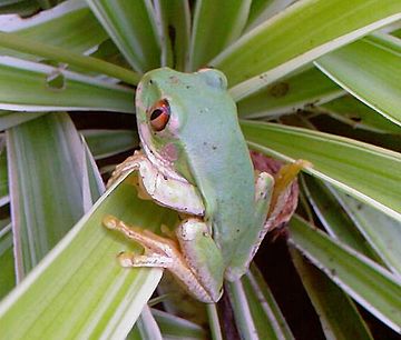 African Green Tree Frog | petmapz by Dr. Katz, Your veterinarian ...