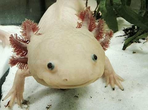 Axolotl | petmapz by Dr. Katz, Your veterinarian endorsed pet community!