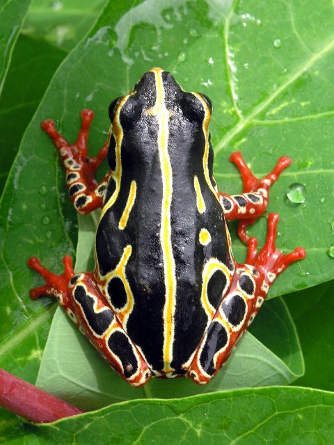Variable Reed Frog | petmapz by Dr. Katz, Your veterinarian endorsed ...