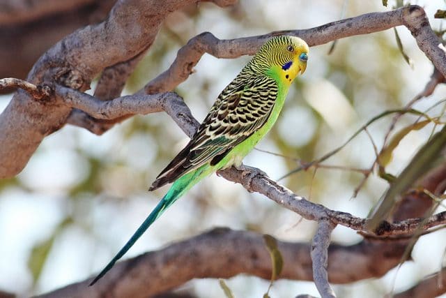 Budgerigar | petmapz by Dr. Katz, Your veterinarian endorsed pet community!