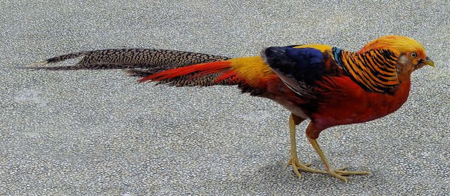 Golden Pheasant | petmapz by Dr. Katz, Your veterinarian endorsed pet ...
