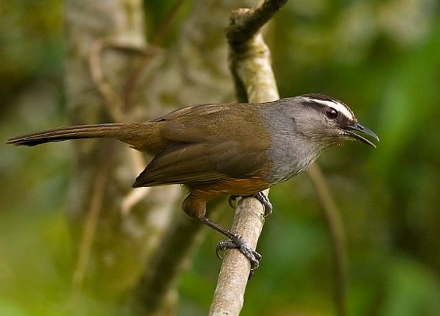 Laughing Thrush | petmapz by Dr. Katz, Your veterinarian endorsed pet ...