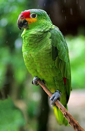 Primrose Cheeked Amazon Parrot | petmapz by Dr. Katz, Your veterinarian ...